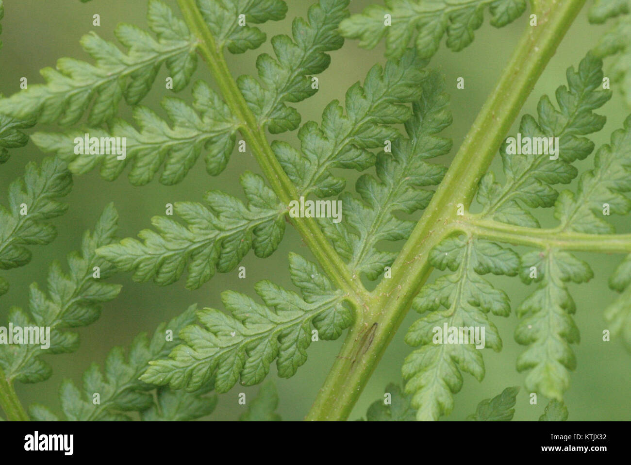 *Athyrium distentifolium*, known as *Gebirgs Frauenfarn*, is a fern ...