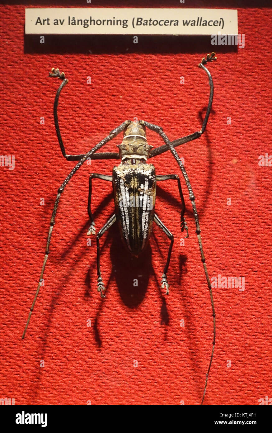 Batocera wallacei is a species of beetle displayed at the Swedish ...