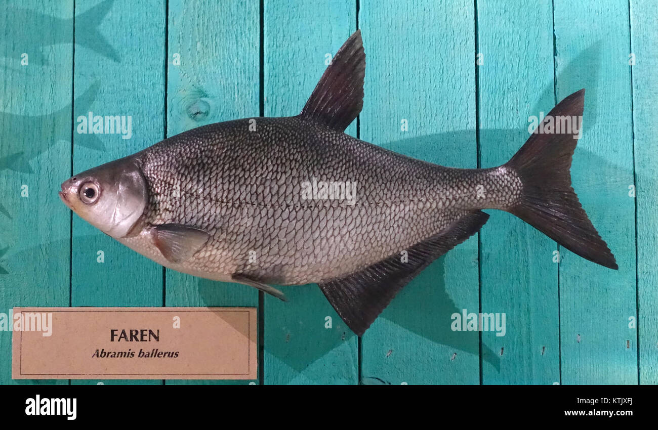 Ballerus ballerus, also known as the common bream, is a freshwater fish ...