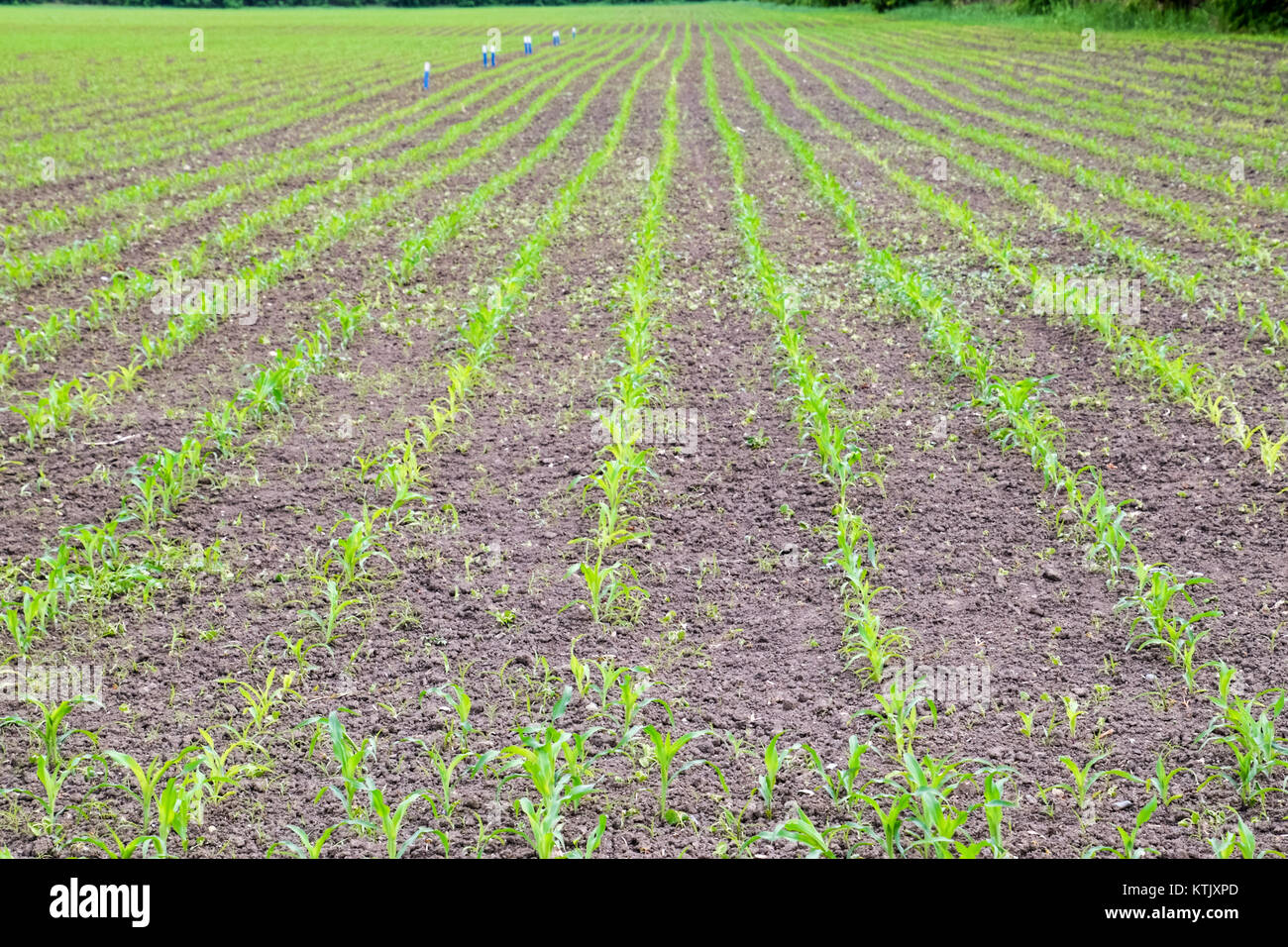 Cornfield small corn sprouts hi-res stock photography and images - Alamy