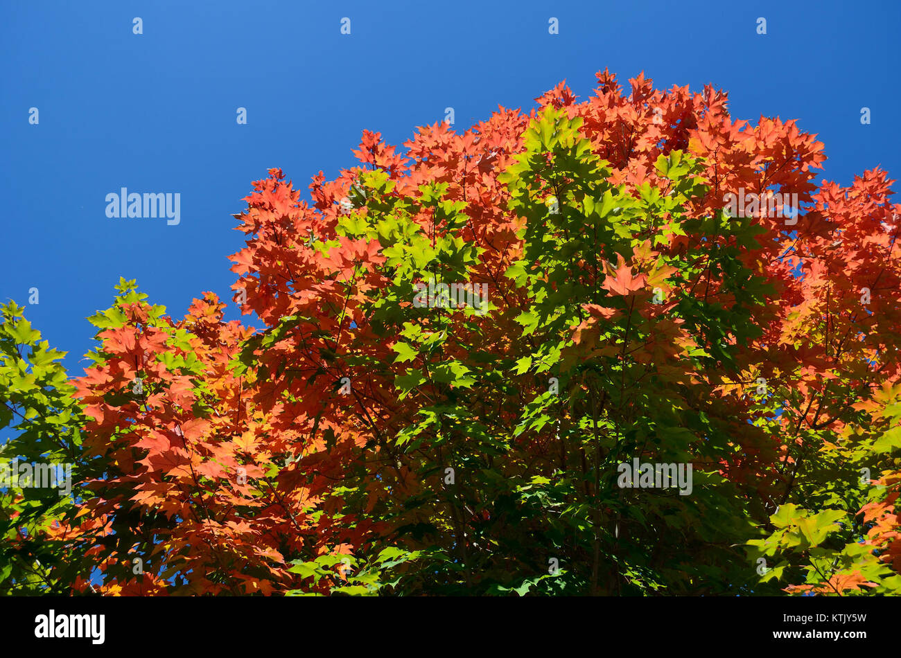 Leaves during autumn season hi-res stock photography and images - Alamy