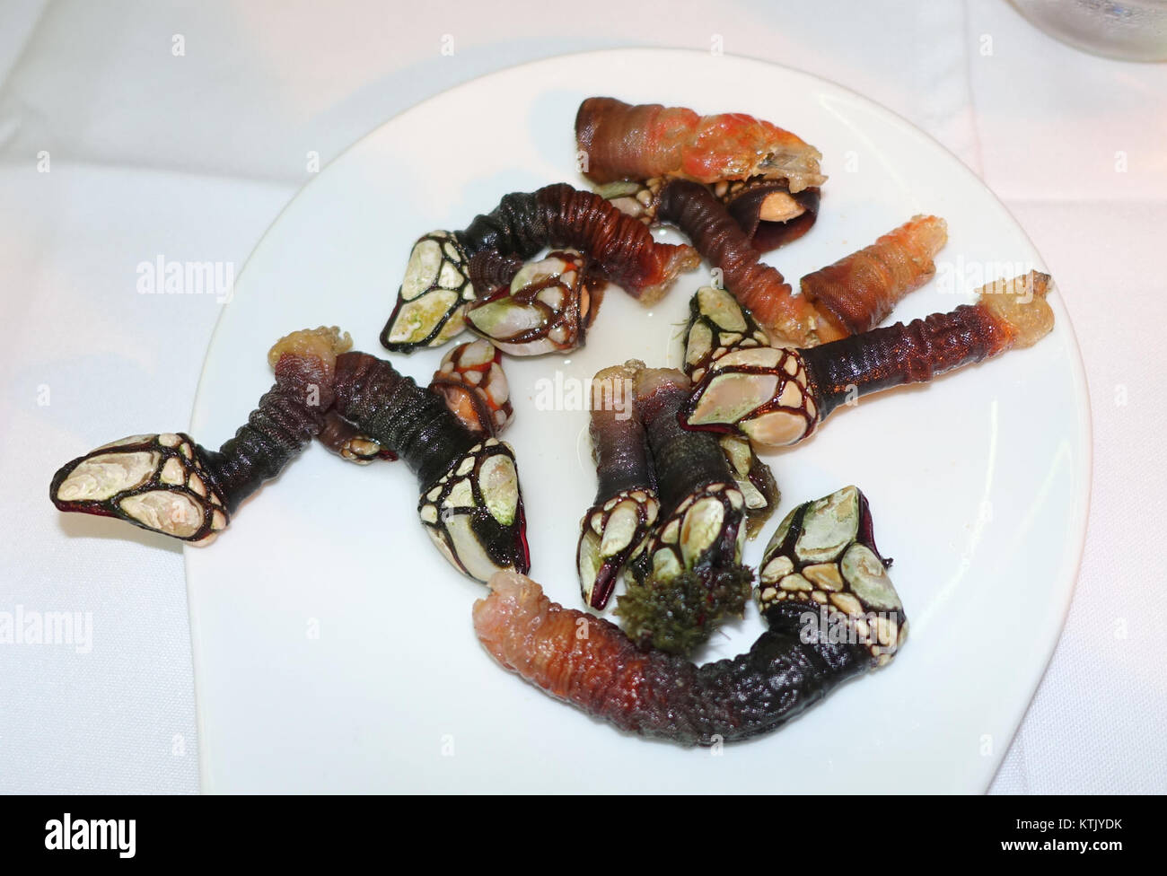 A photograph capturing barnacles attached to a surface in Lisbon ...