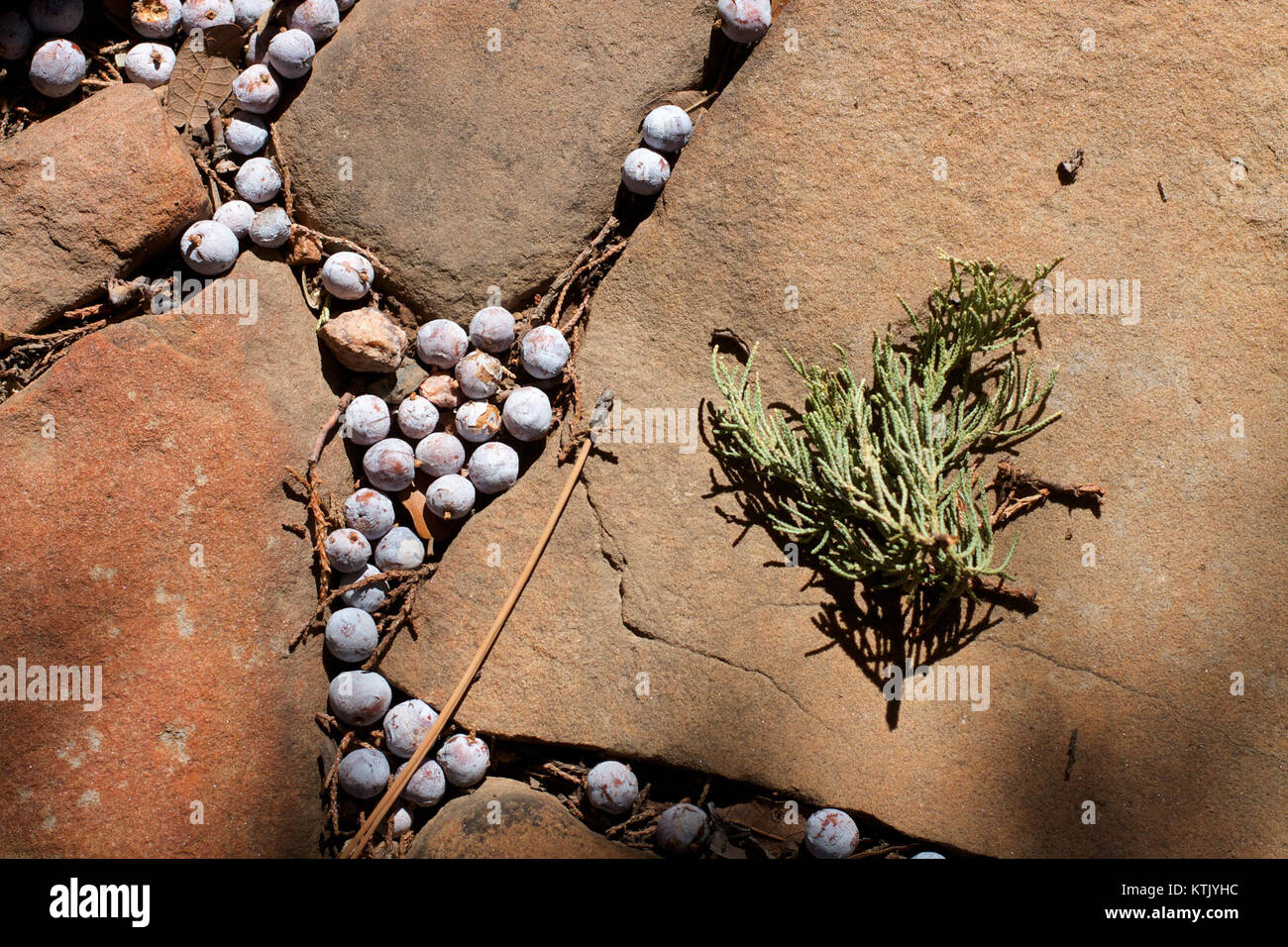 'Berries and Sandstone' is a visual work or photographic image that ...