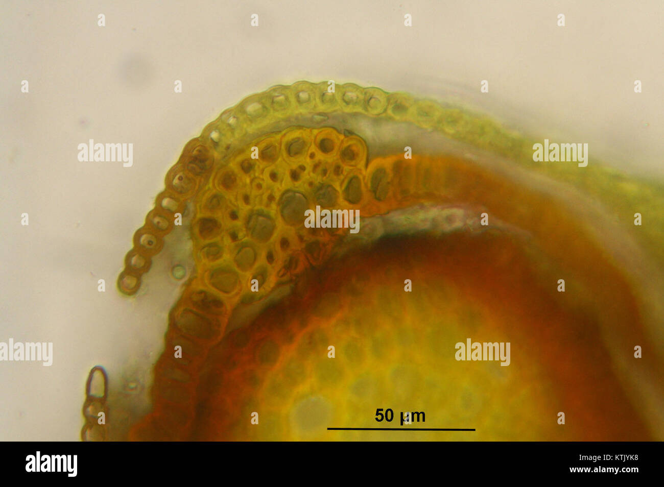 Photograph of Barbula crocea, a species of moss, showing its ...