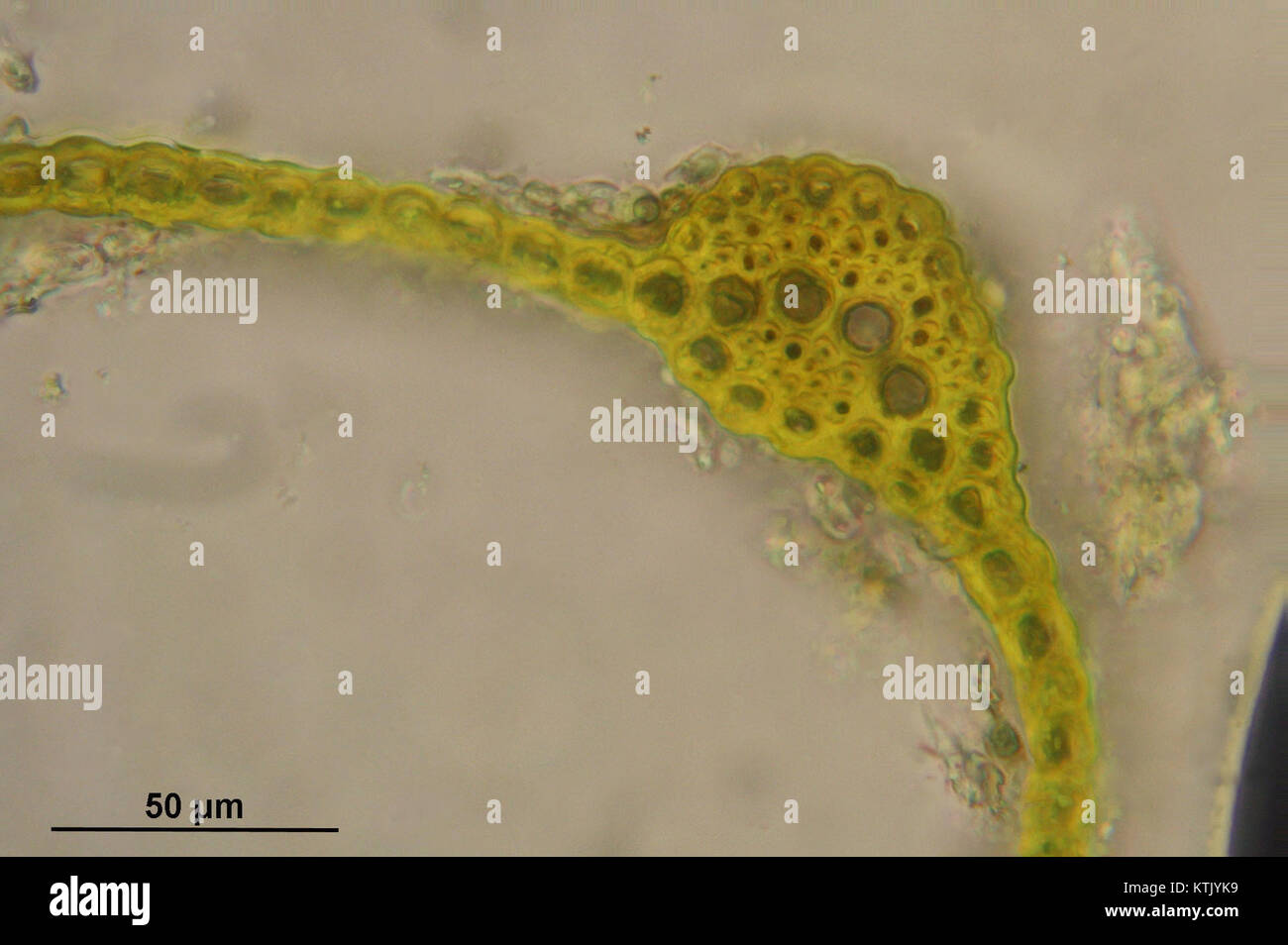 Barbula crocea is a species of moss, scientifically classified with the ...