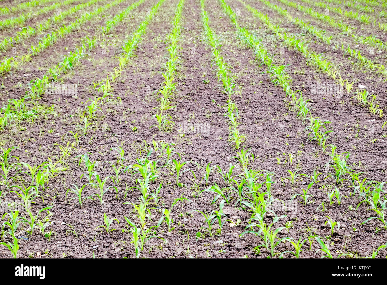 Stalks young corn grow hi-res stock photography and images - Alamy