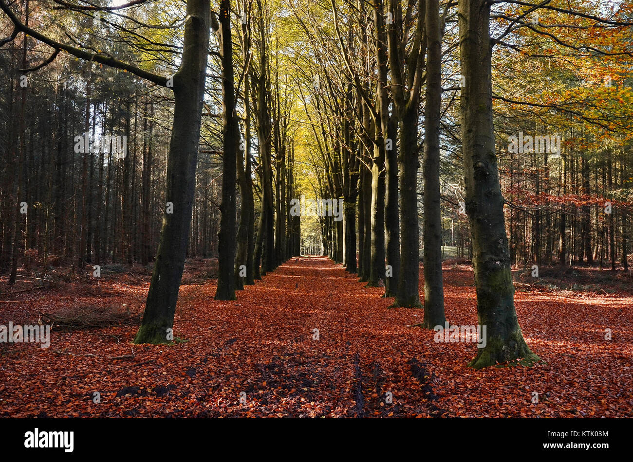 This image depicts the autumn season, showcasing the vibrant colors and ...