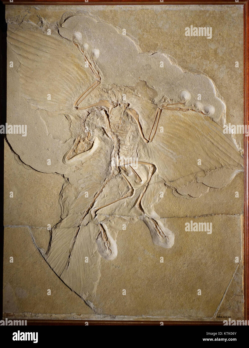 The Archaeopteryx exhibit at the Museum fÃ¼r Naturkunde in Berlin ...