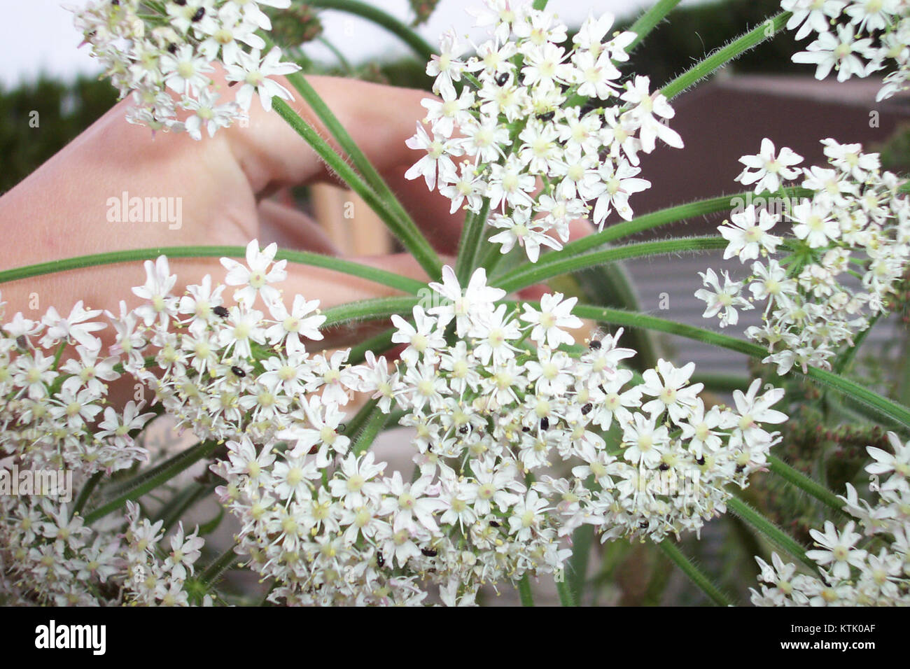 Berce hi-res stock photography and images - Alamy