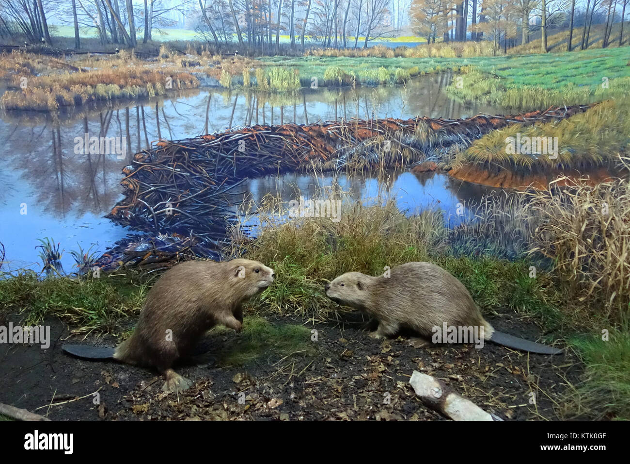 The Beavers exhibit at the Naturhistorisches Museum in Braunschweig ...