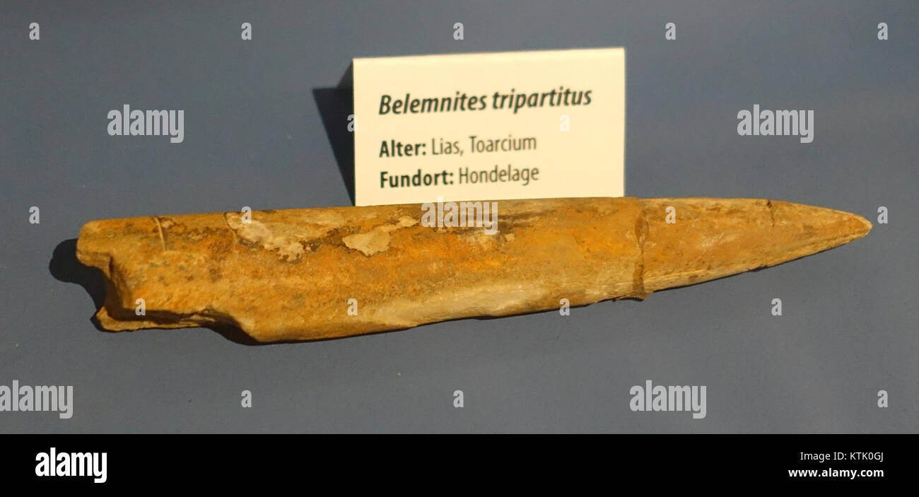 Belemnites tripartitus, an extinct species of cephalopod, is featured ...