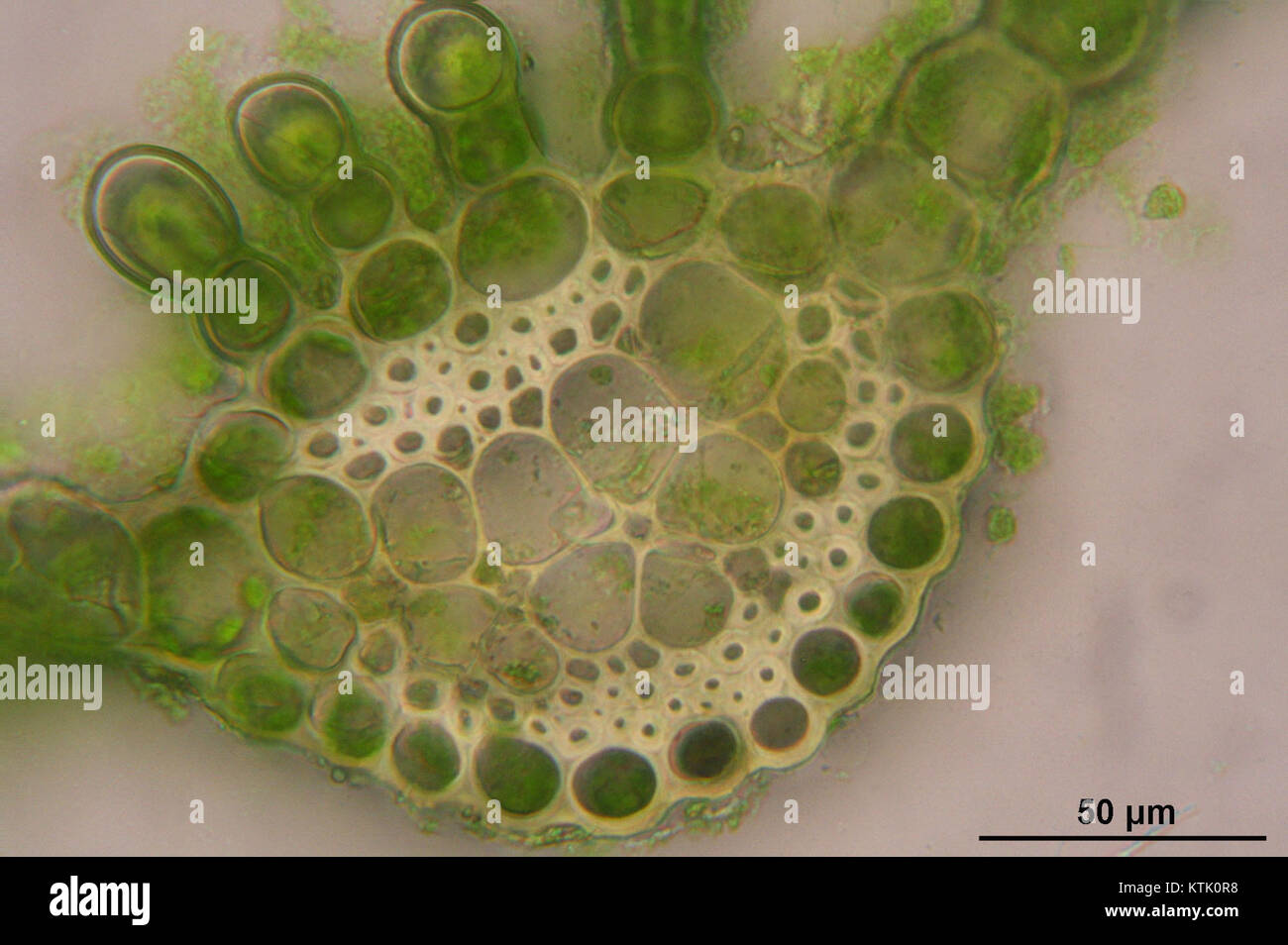 Atrichum undulatum hi-res stock photography and images - Alamy