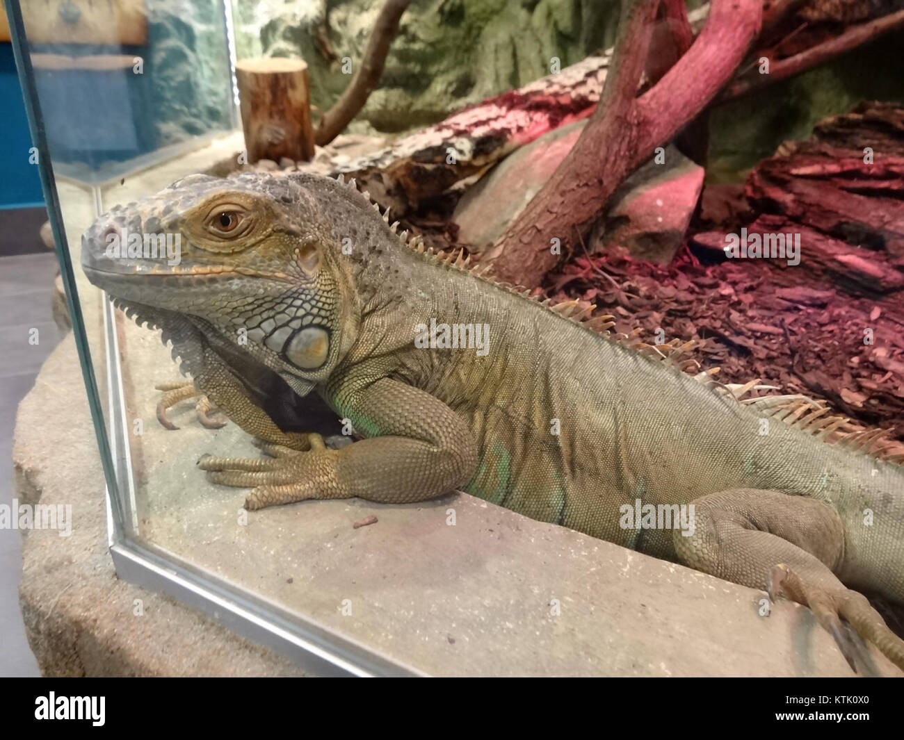 Photograph taken in January 2015 showing the terrarium exhibit at a zoo ...