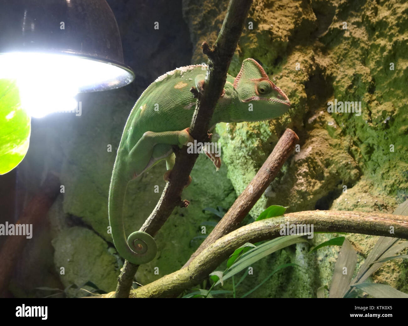 The zoo's terrarium features a variety of species from different ...