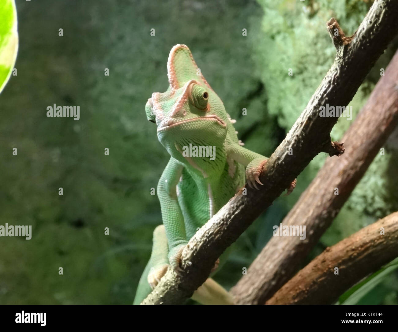 The zoo terrarium, captured on January 27, 2015, showcases the diverse ...