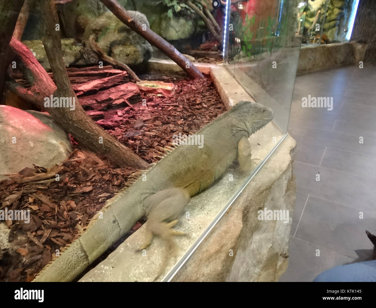 This image showcases the terrarium at the Bydgoszcz Zoo, Poland ...