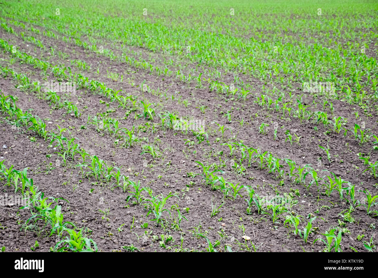 Cornfield. Small corn sprouts, field landscape. Loose soil and stalks ...
