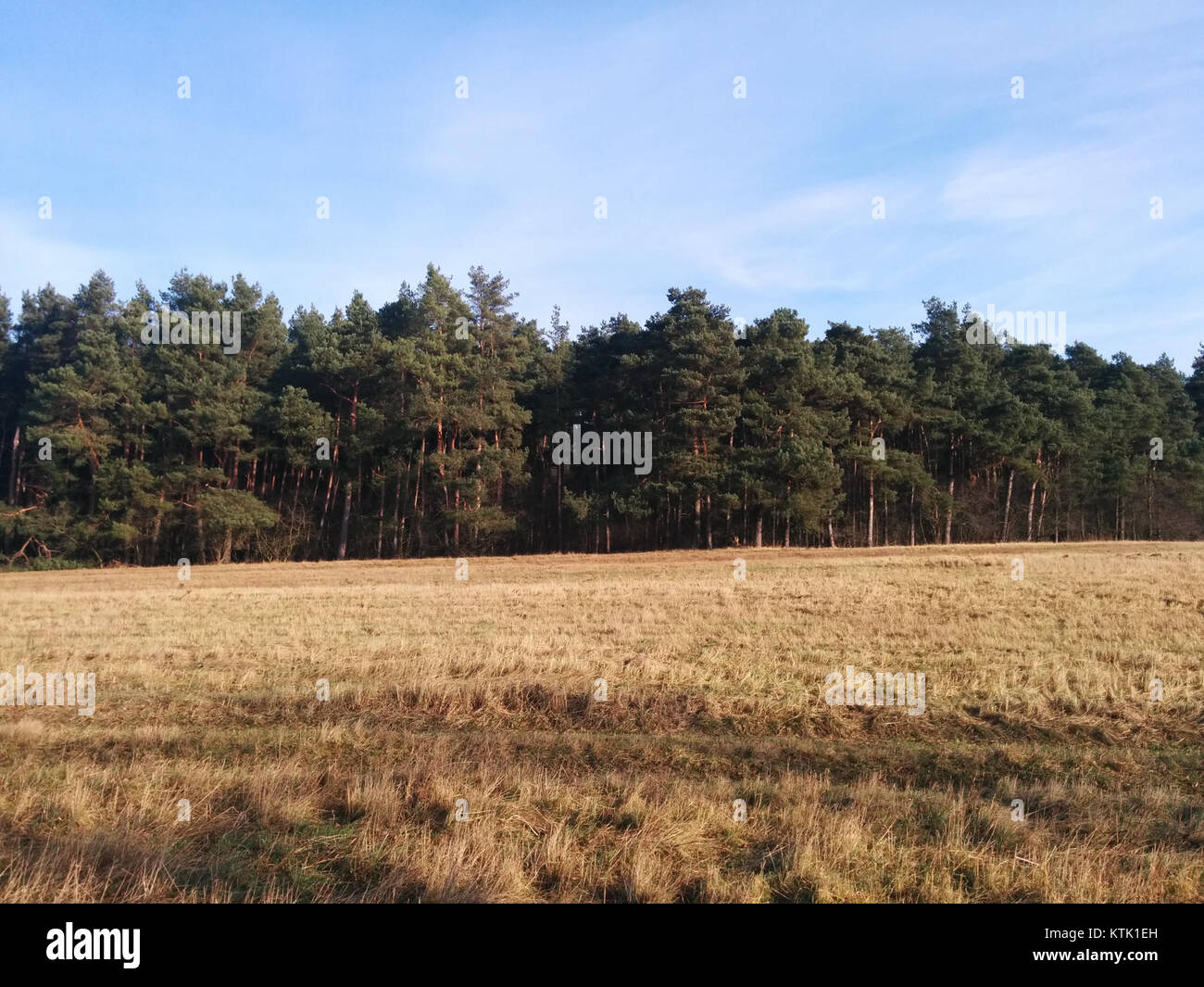 Beetzer Heide is a nature reserve located in Brandenburg, Germany ...