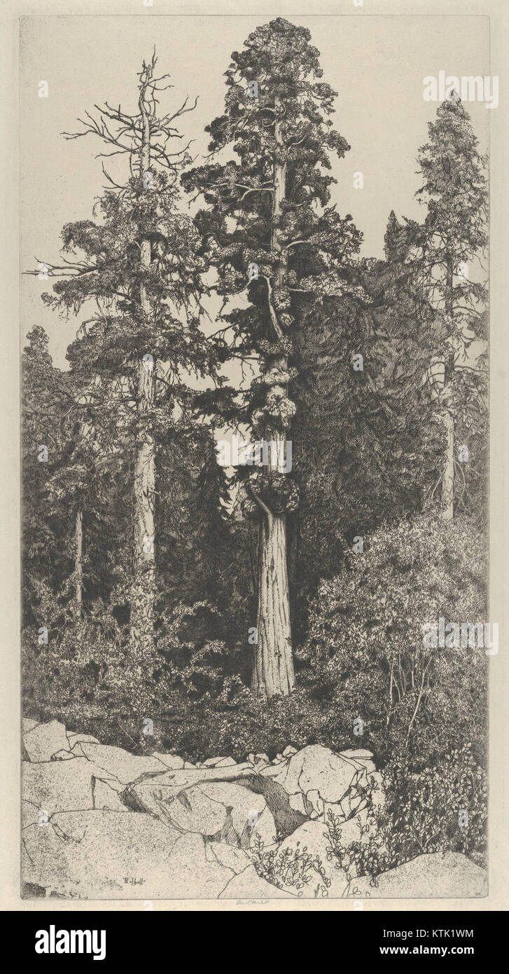 Tallest trees on earth hi-res stock photography and images - Alamy