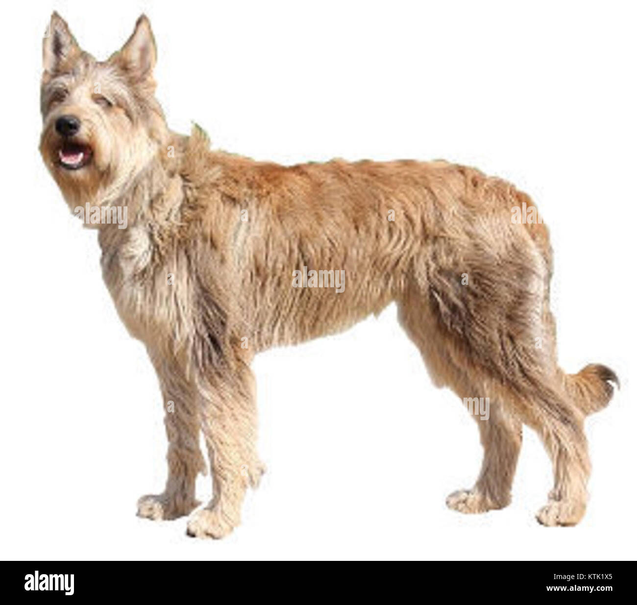 Berger De Picardie, also known as Picardy Shepherd, is a dog breed ...