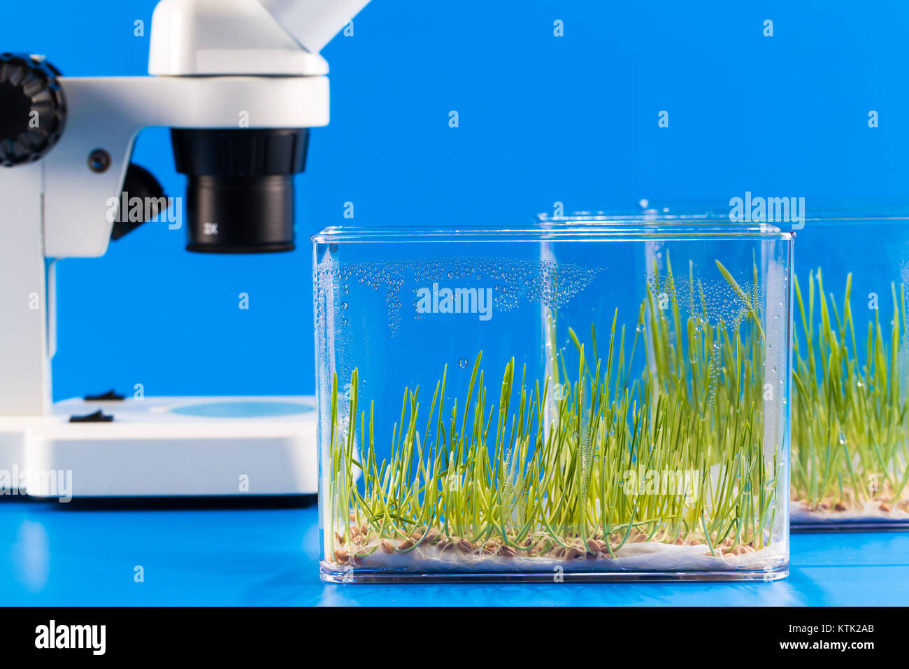 Experiments with plants in the laboratory Stock Photo - Alamy