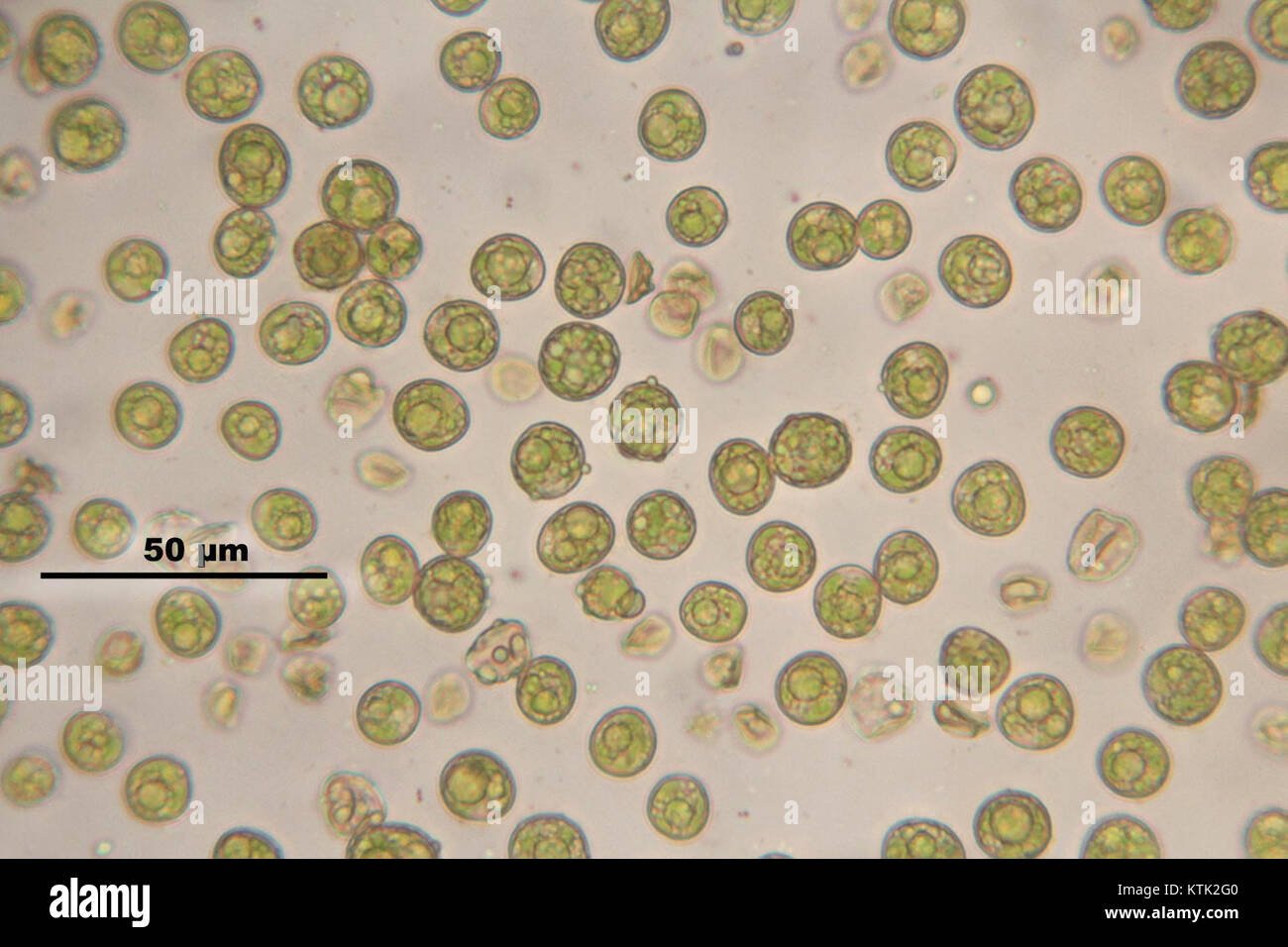 Moss with worldwide distribution hi-res stock photography and images ...