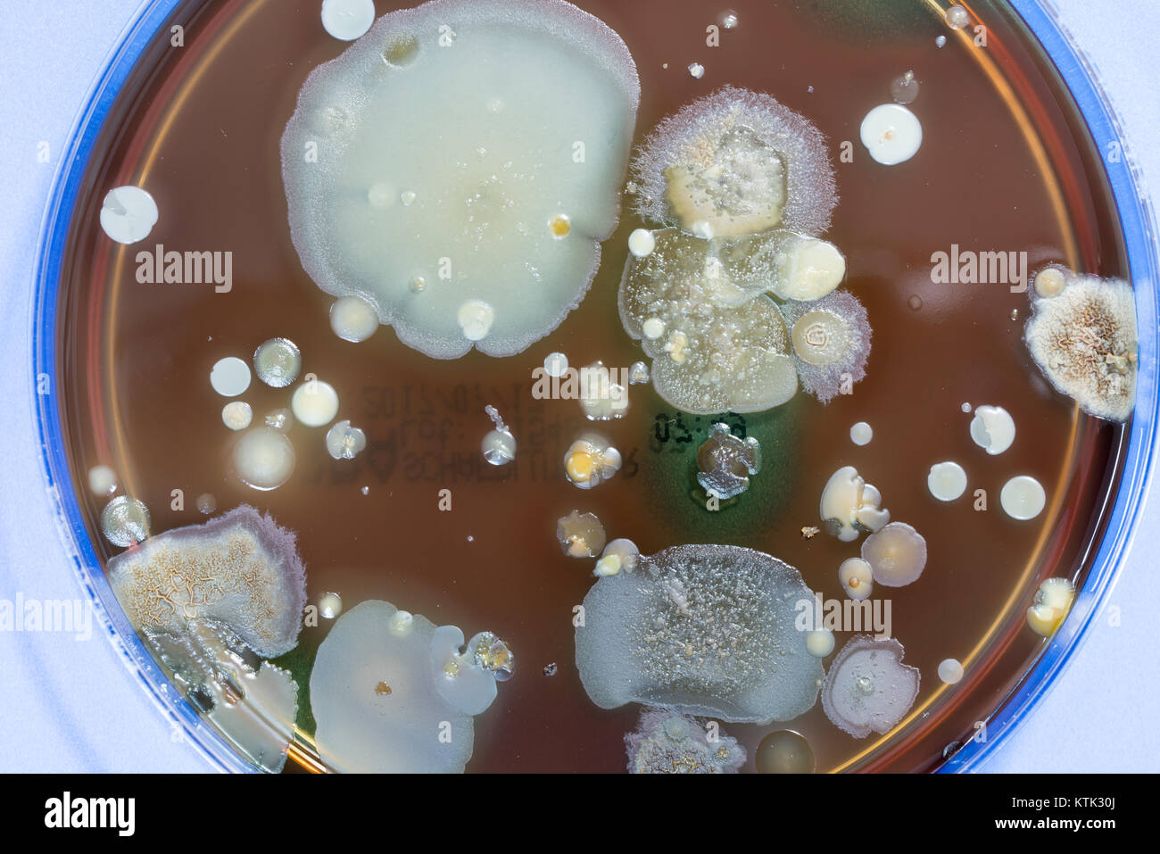 Bacteria Culture In Petri Dish High Resolution Stock Photography and ...