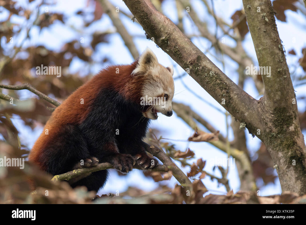Roter Panda High Resolution Stock Photography and Images - Alamy