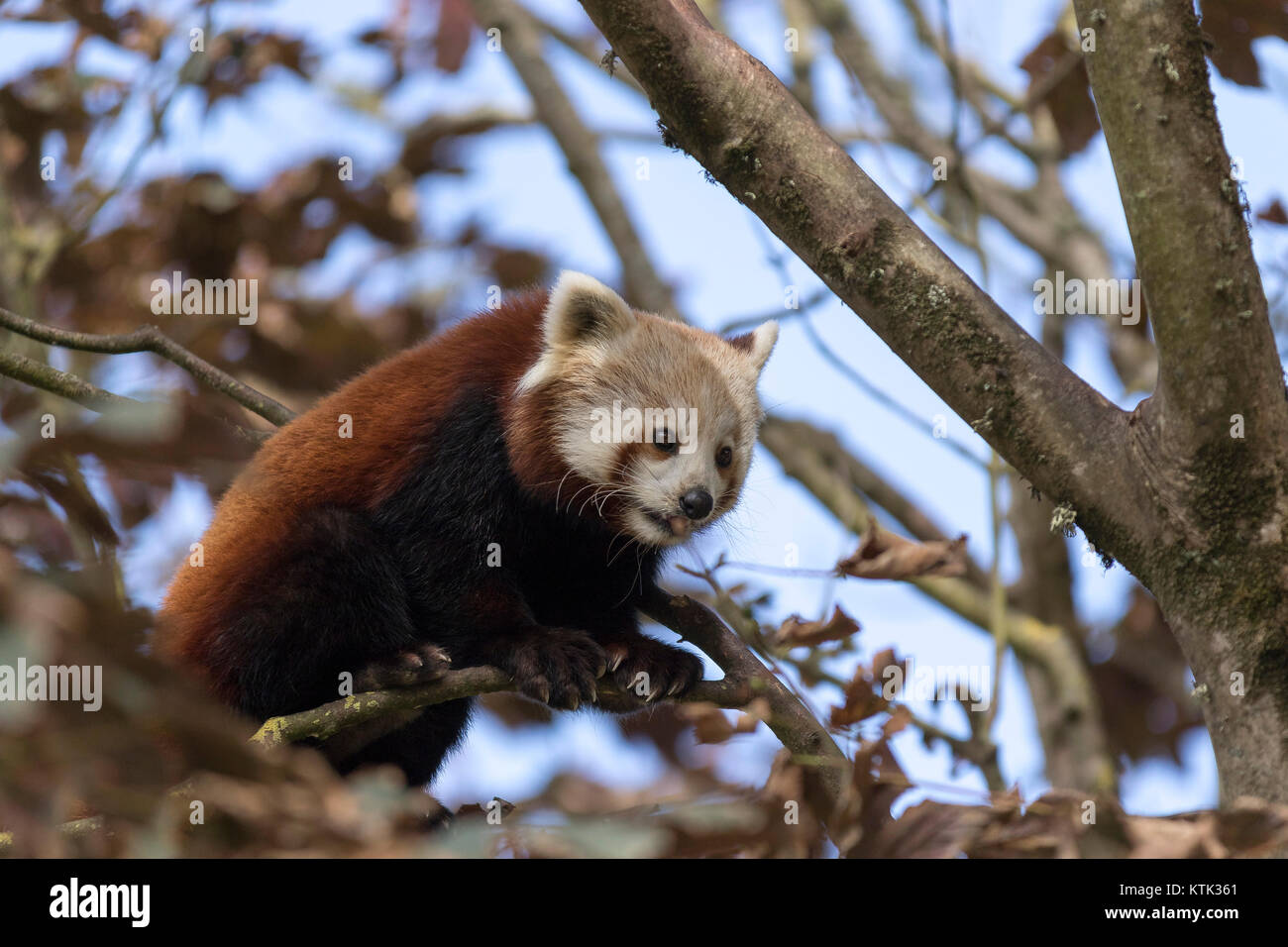 Roter Panda High Resolution Stock Photography and Images - Alamy