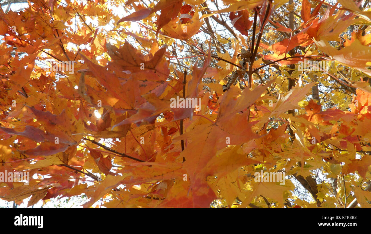Autumn leaves are a seasonal phenomenon marked by the changing colors ...