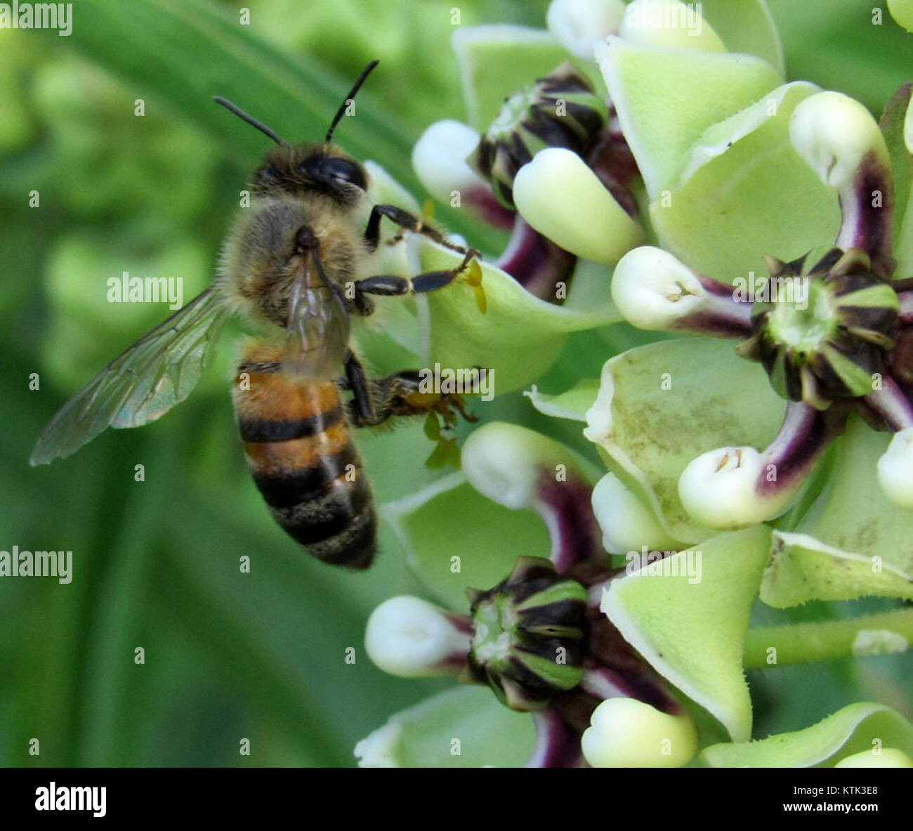 This photograph captures a bee perched on an antelope horn, taken in ...