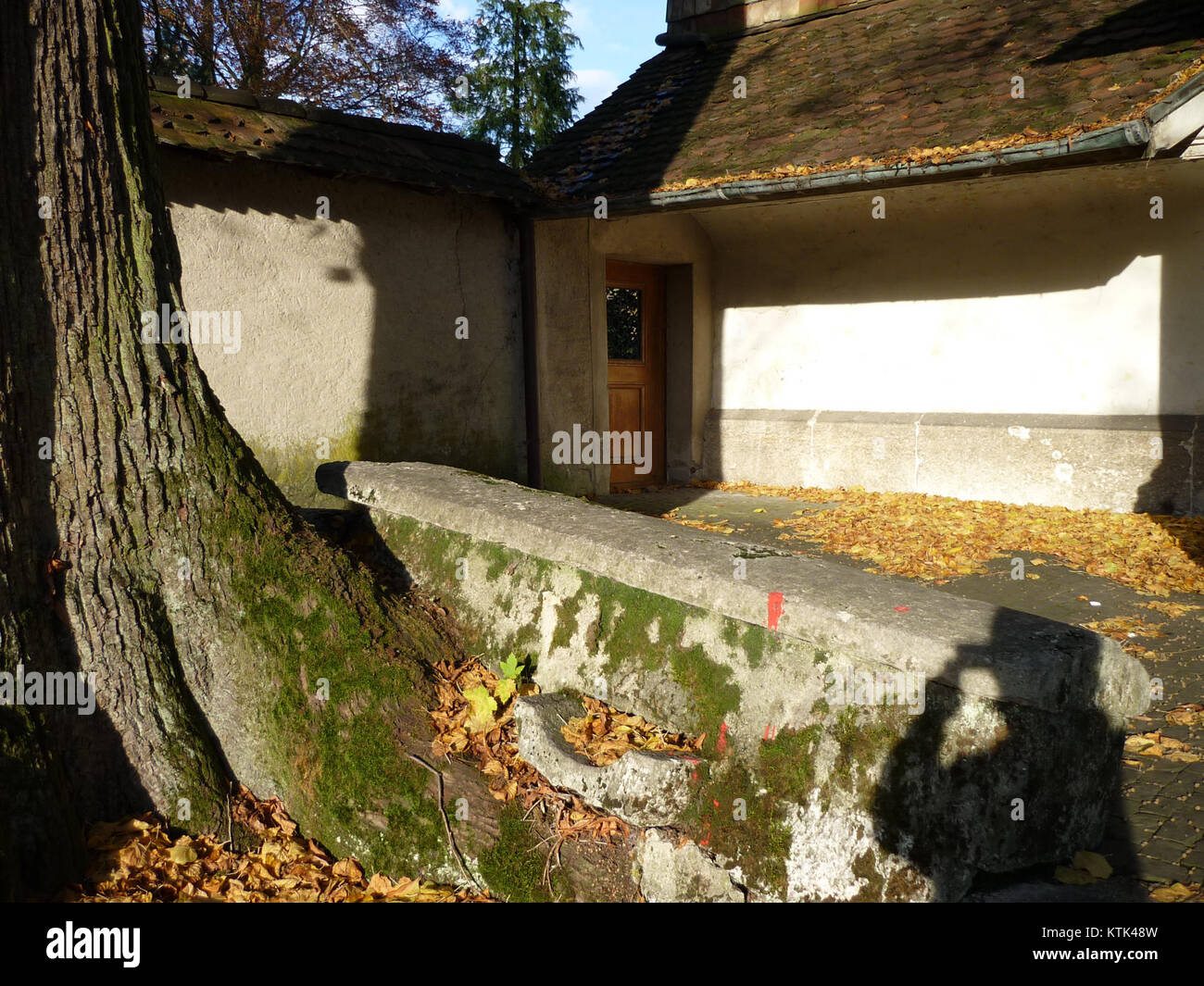 Baum Kapuziner in Solothurn, Switzerland, is a significant historical ...