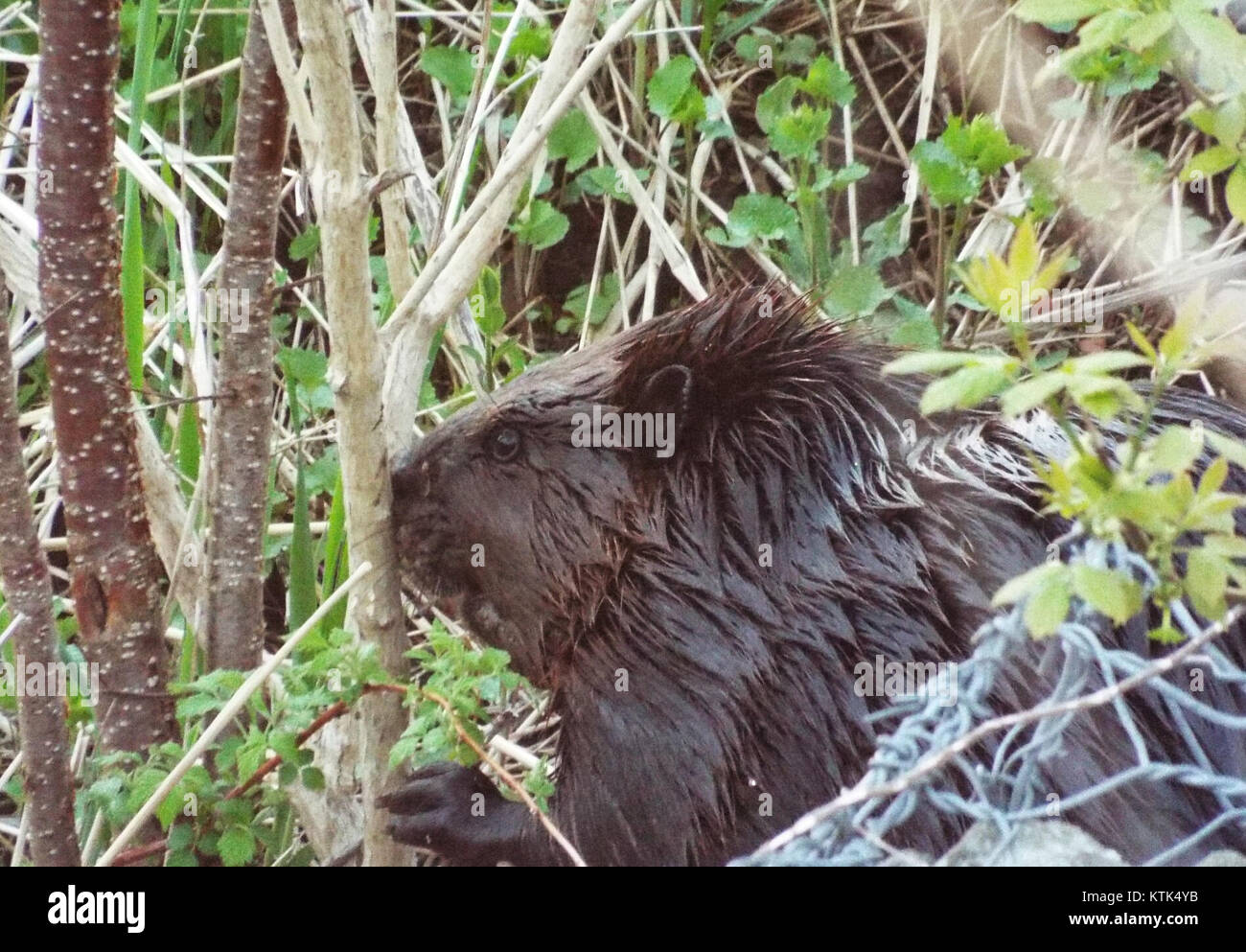 This 1939 photograph depicts a beaver having its breakfast. The image ...