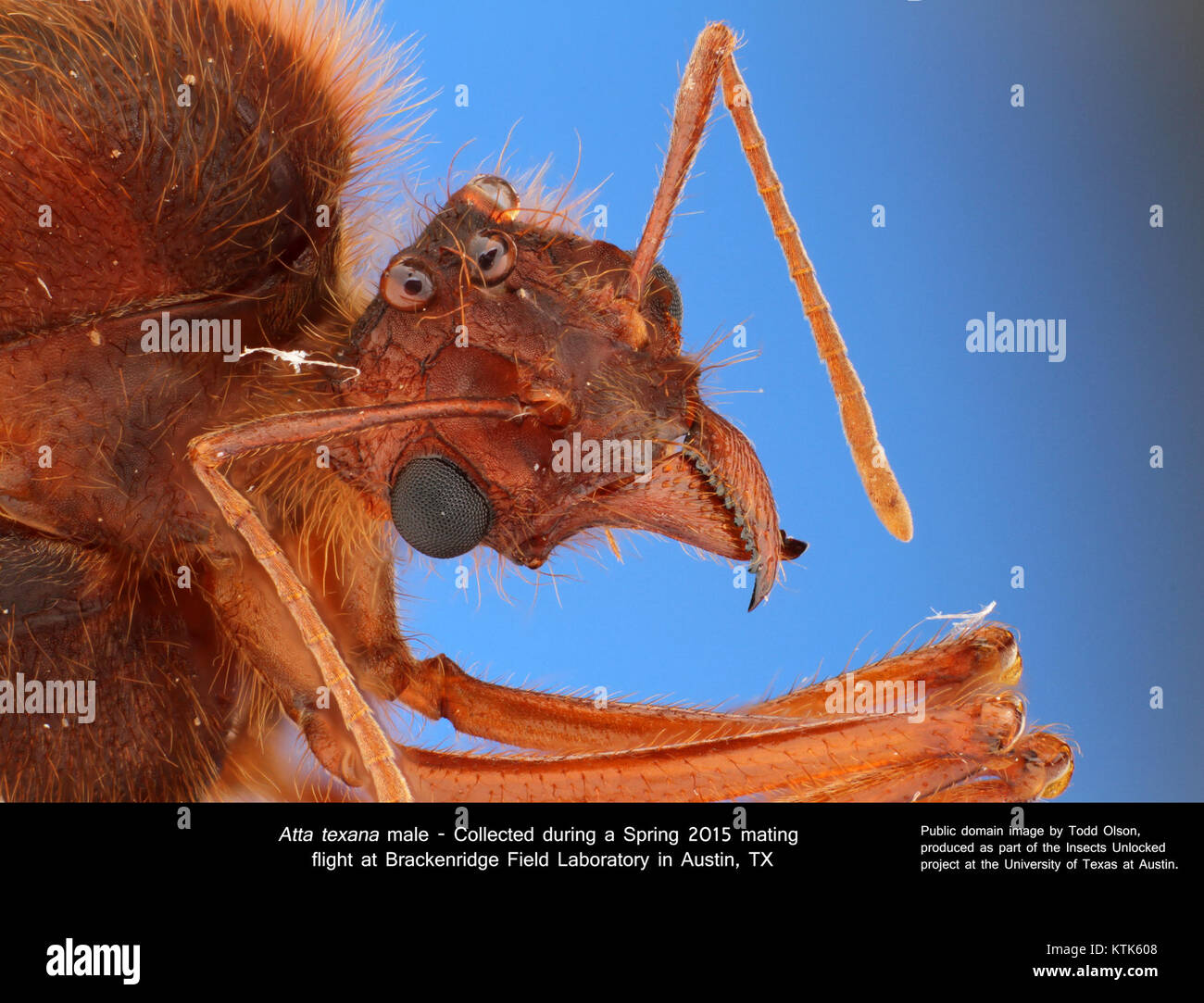 Atta texana, also known as the Texas leafcutter ant, is a species of ...