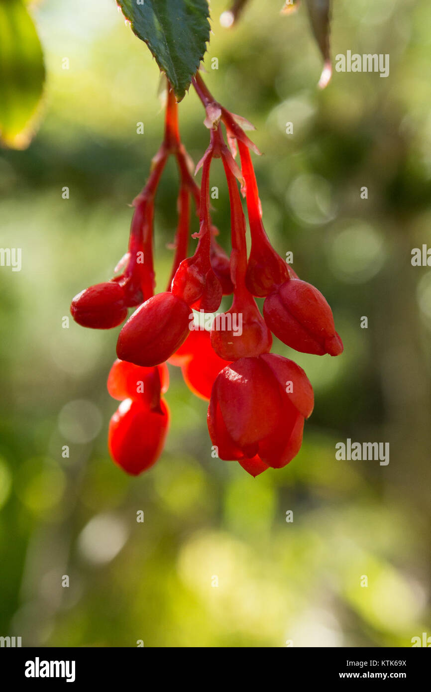 Photograph of Begonia fuchsioides, a flowering plant species, captured ...