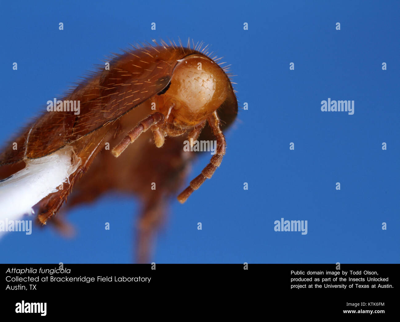 Attaphila fungicola hi-res stock photography and images - Alamy