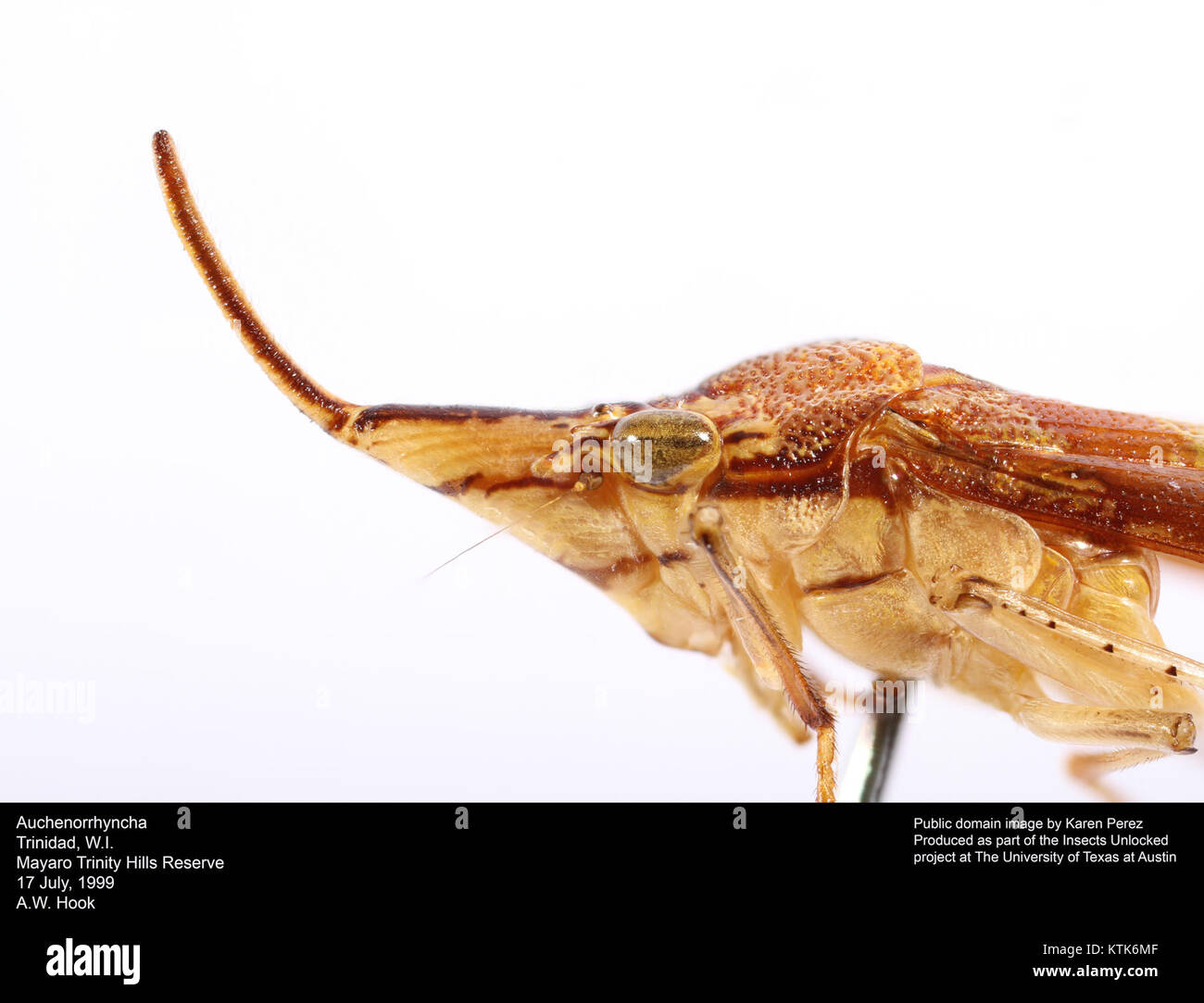 Auchenorrhyncha is a suborder of insects within the order Hemiptera ...