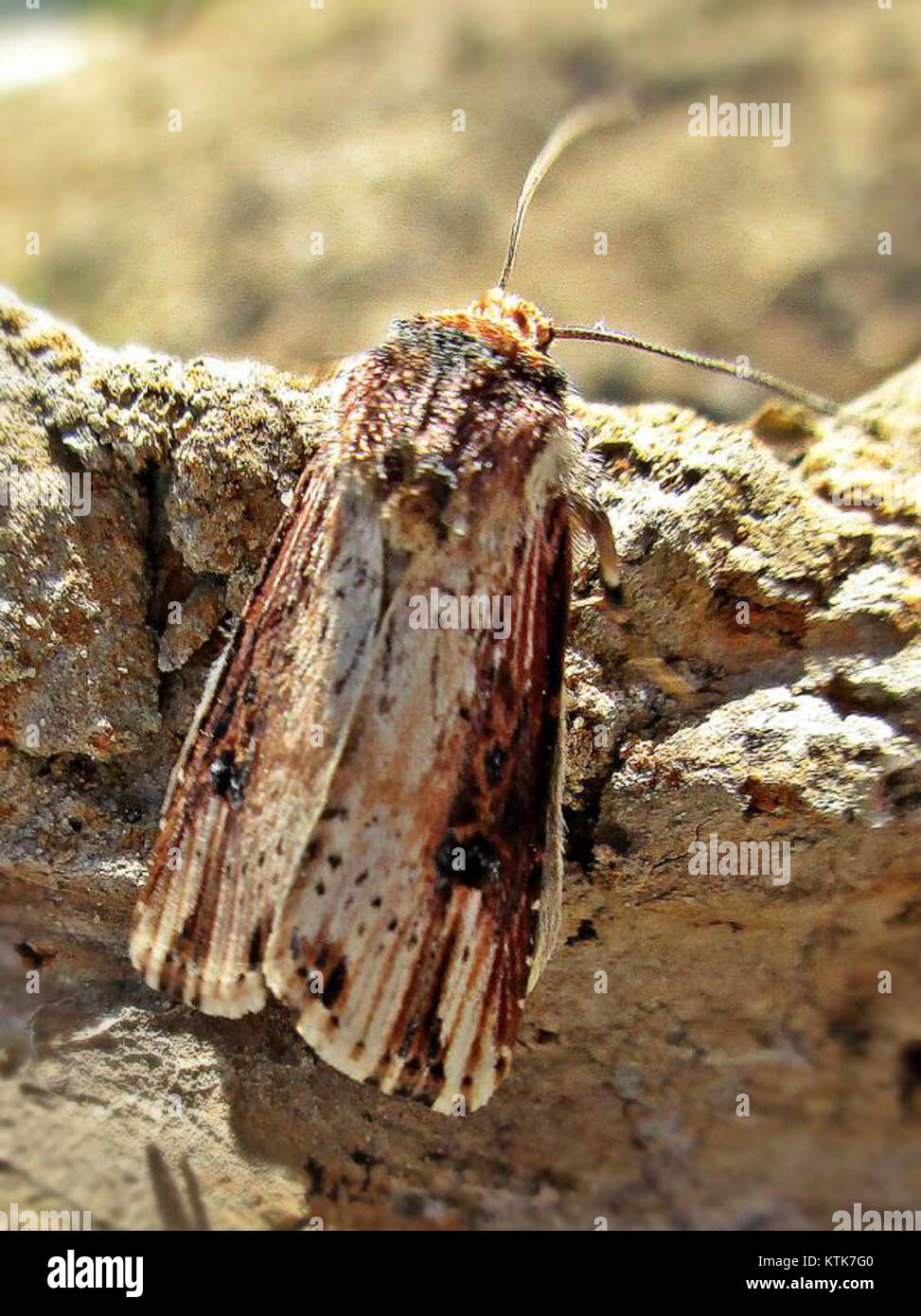 Moth to a flame hi-res stock photography and images - Alamy