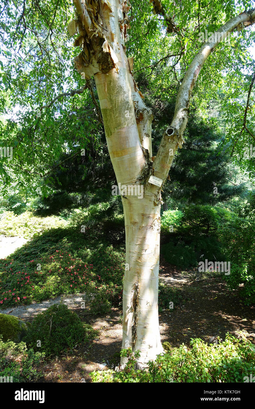 An image of Betula albosinensis, commonly known as the Chinese red ...
