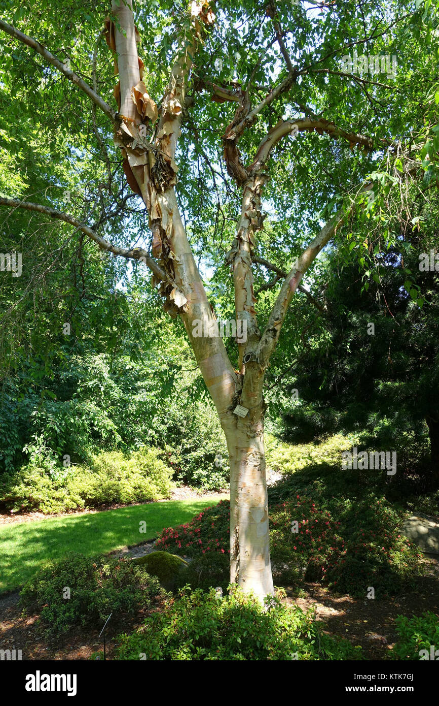 Betula albosinensis, also known as the Chinese Red Birch, is a species ...