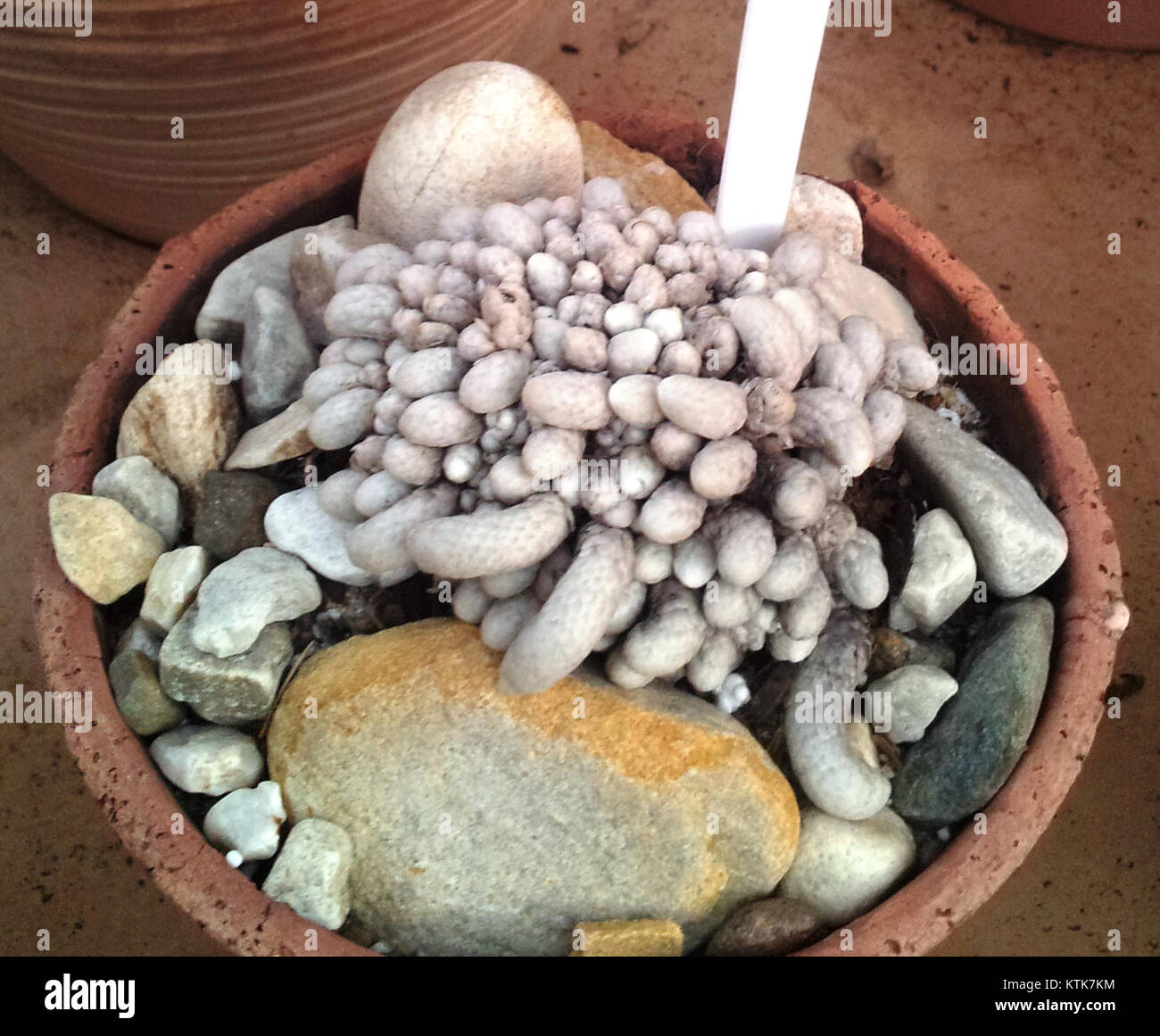 Turds High Resolution Stock Photography and Images - Alamy