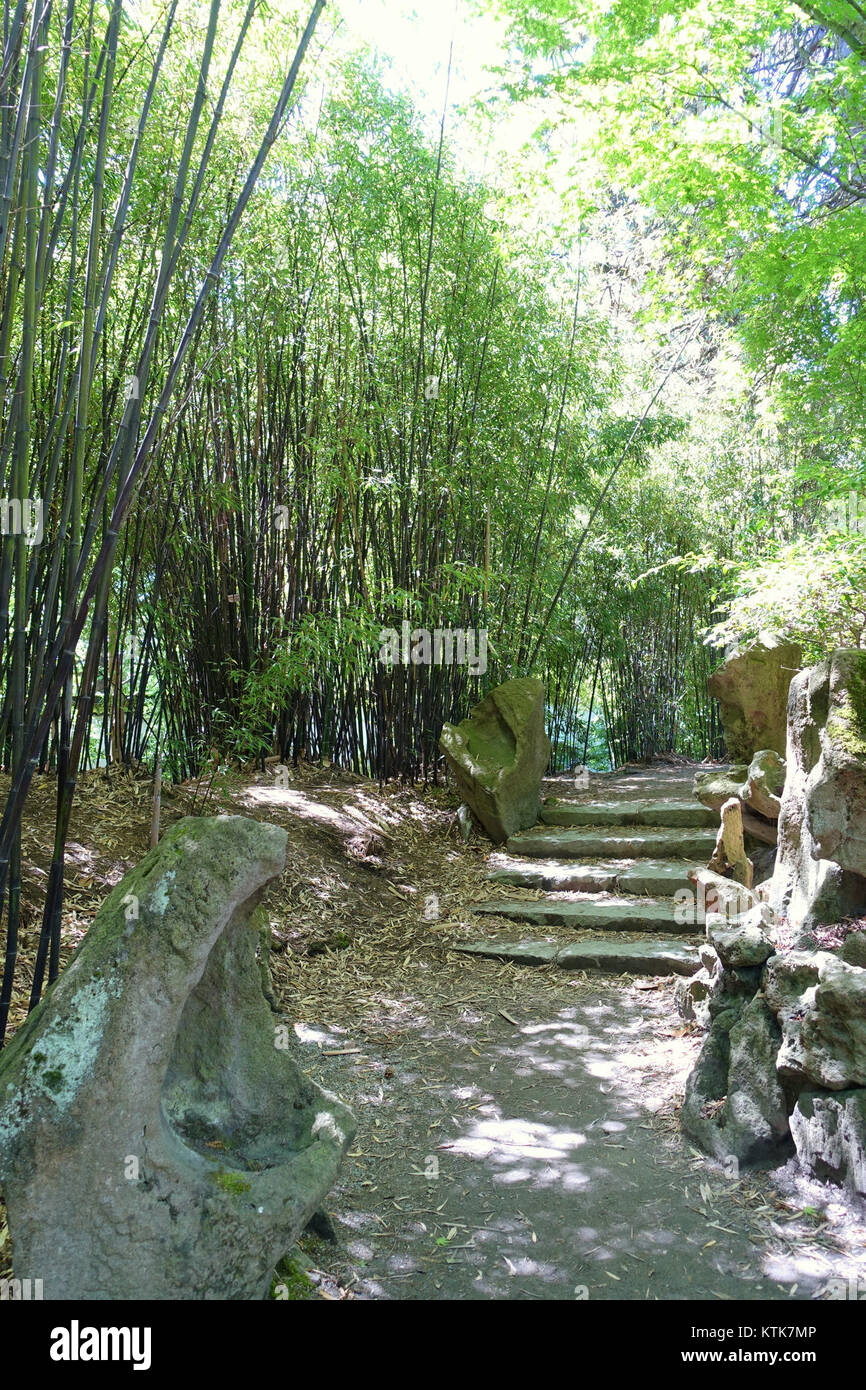 Bamboo at Dr. Sun Yat Sen Park in Vancouver, Canada, showcases the park ...