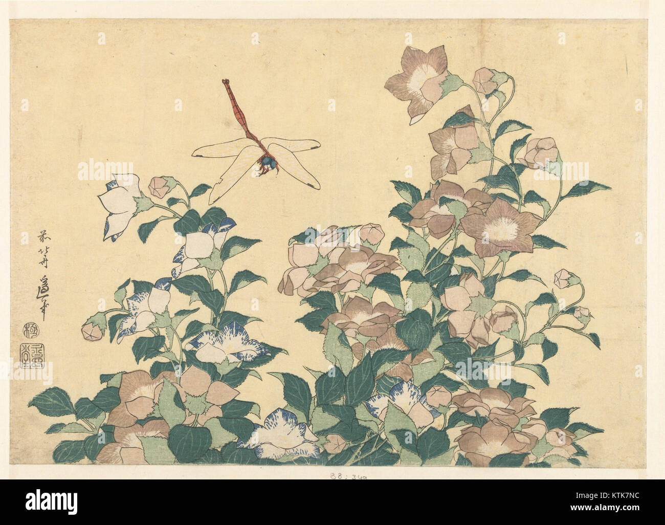 The image depicts a balloon flower (ballonklokje) and a dragonfly ...