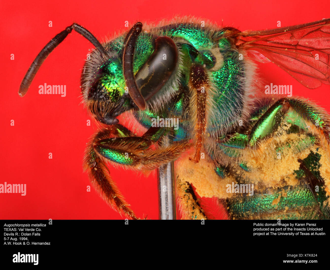 Augochloropsis metallica is a species of bee known for its striking ...