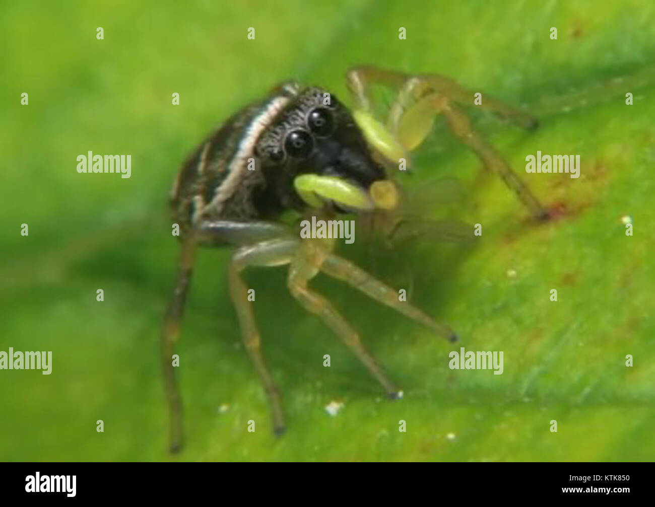The 'Beard Insect Eye' refers to a specific visual characteristic ...