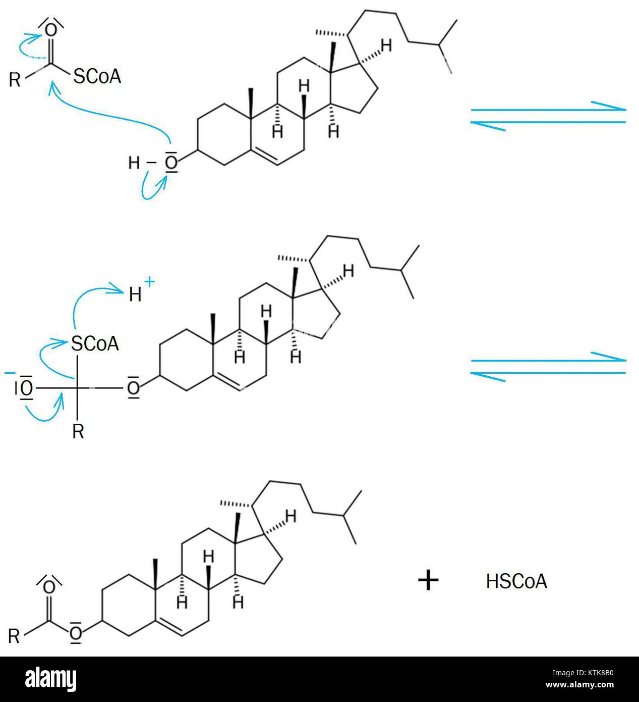 Colesterilestere is a chemical compound, likely related to lipids or ...