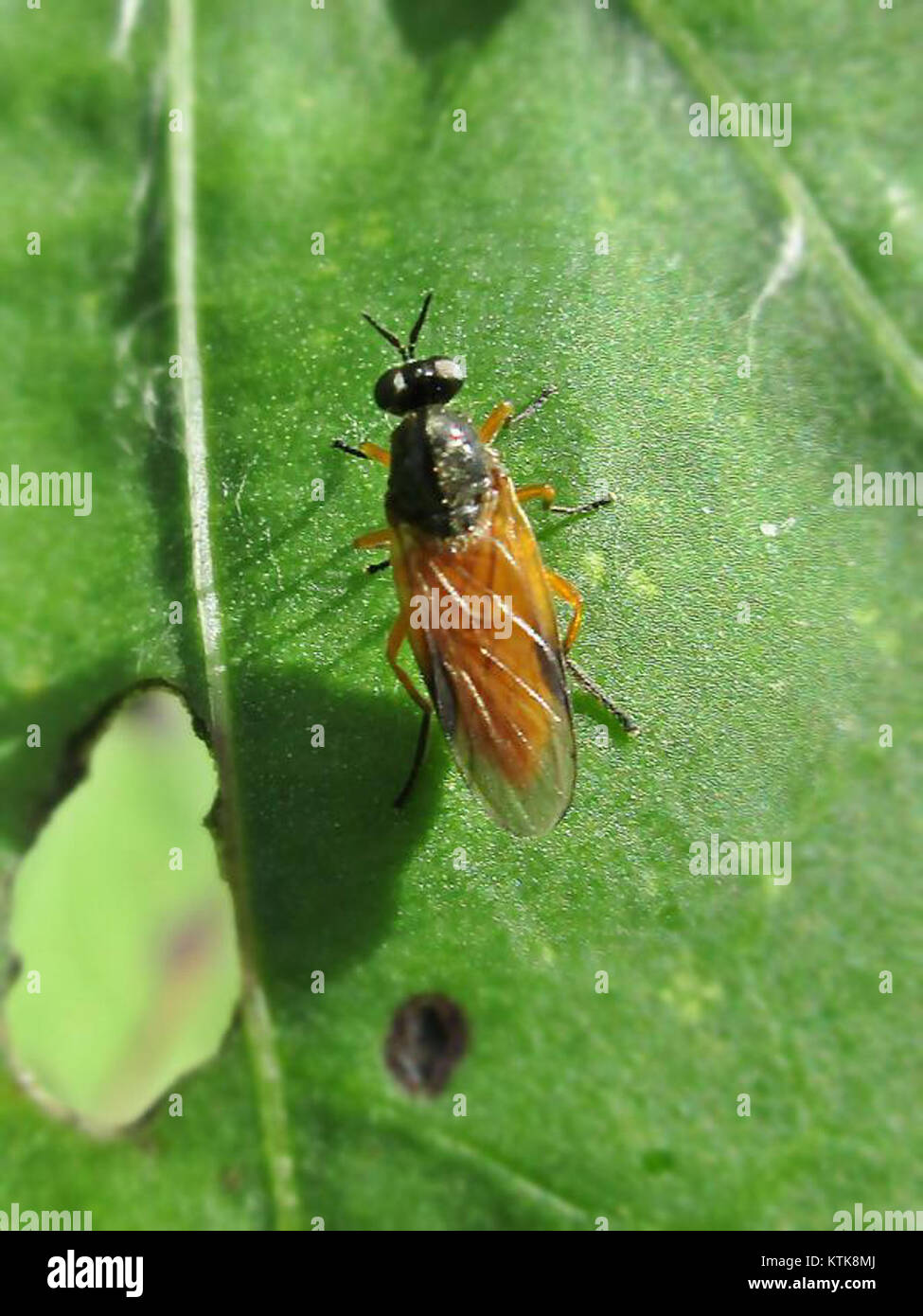 Beris vallata (Stratiomyidae sp.), Elst (Gld), the Netherlands Stock ...