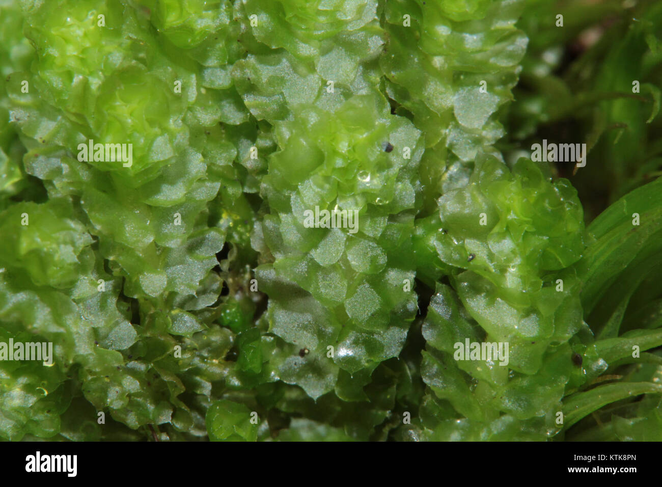Important role in ecosystem biology hi-res stock photography and images ...