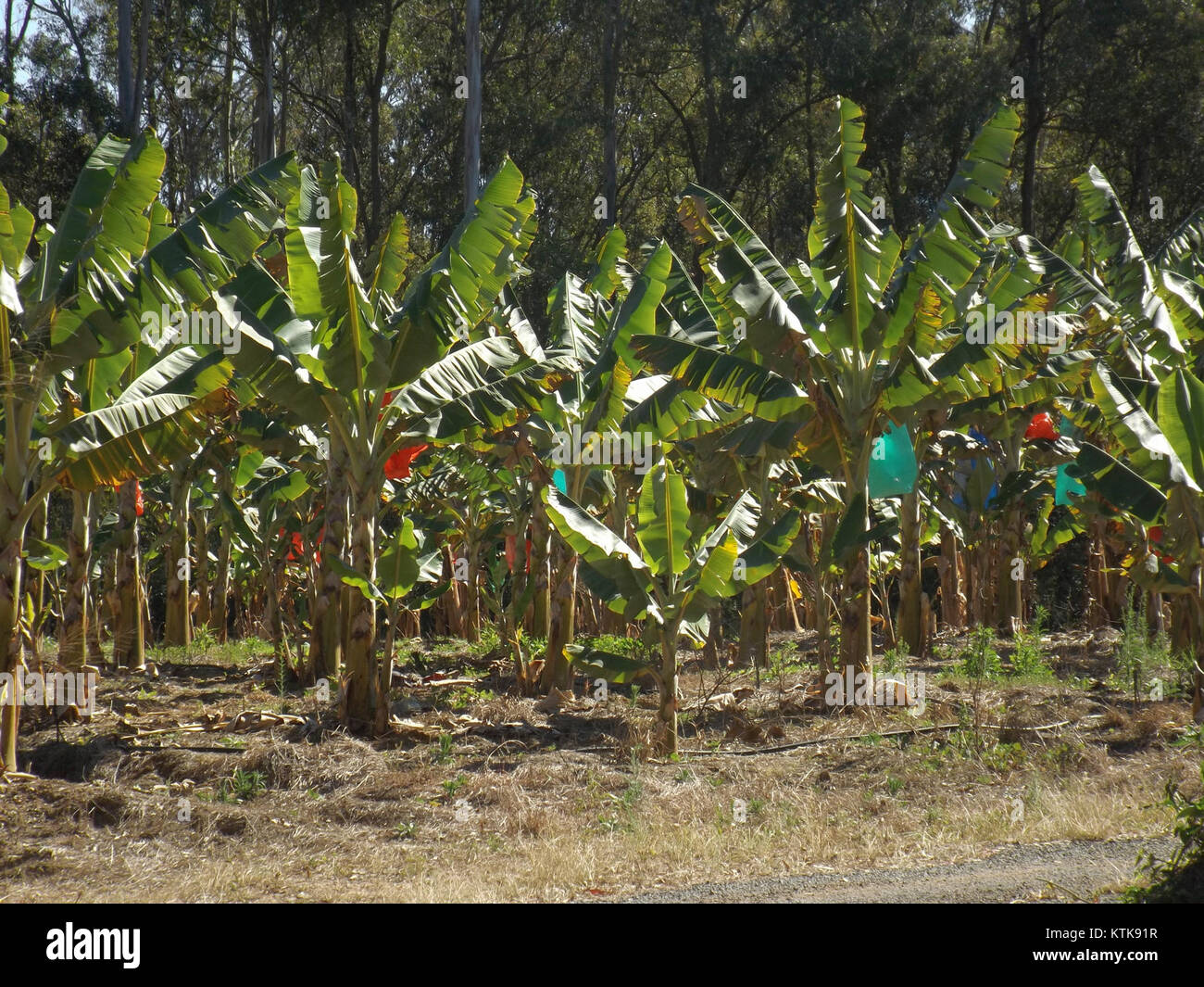 Wamuran hi-res stock photography and images - Alamy