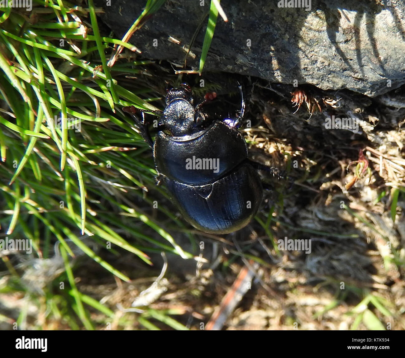 This photograph captures a close-up of a beetle, showcasing its ...